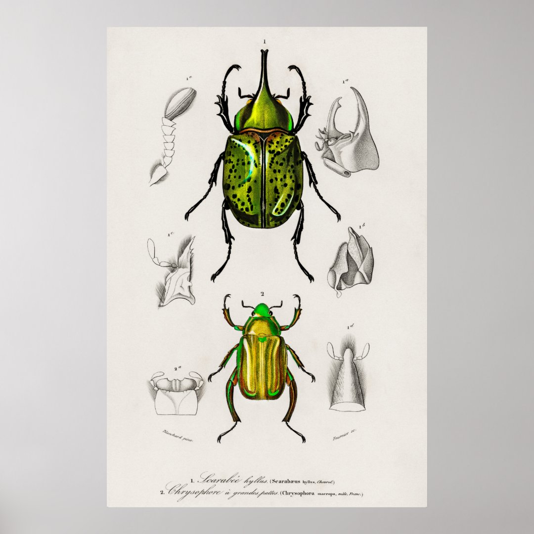 Vintage Beetle Illustration Poster | Zazzle