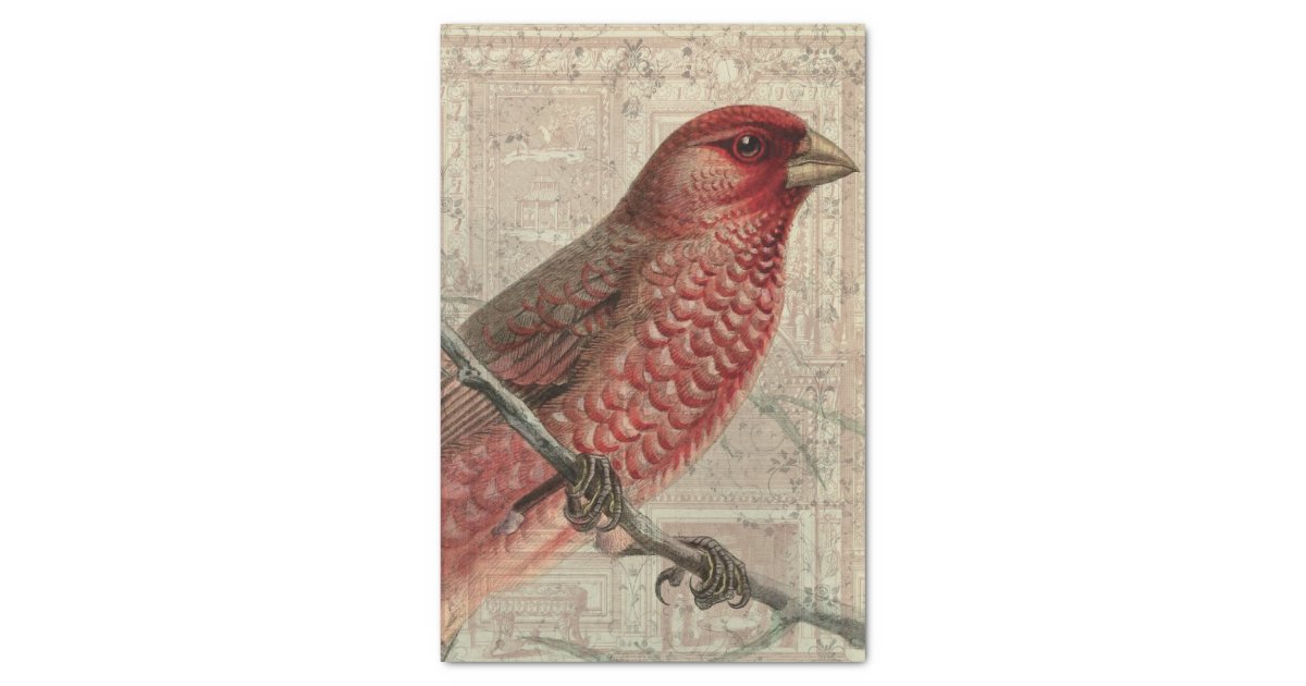 Vintage Bird Collage Tissue Paper | Zazzle