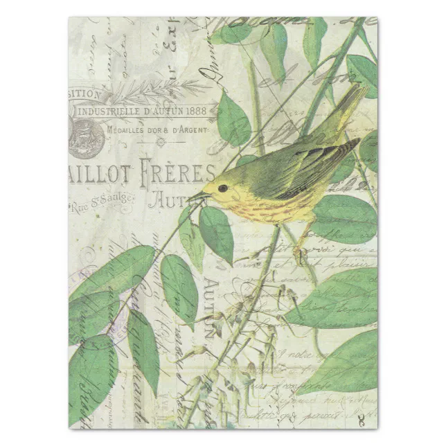 Vintage Bird Collage Tissue Tissue Paper | Zazzle