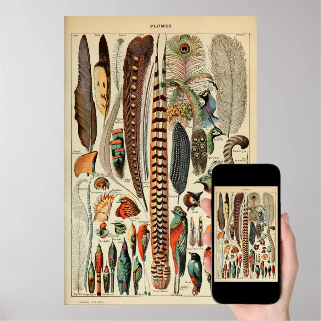 Vintage Bird Feather Print Plumes Wall Art Decor | Zazzle