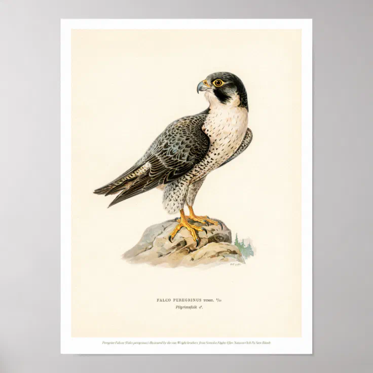 Vintage Bird Illustration- Peregrine Falcon Poster | Zazzle