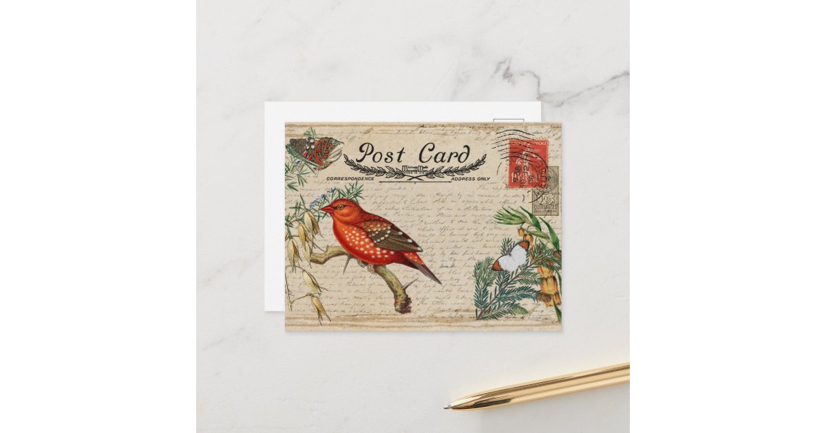 Vintage Bird Postcard | Zazzle