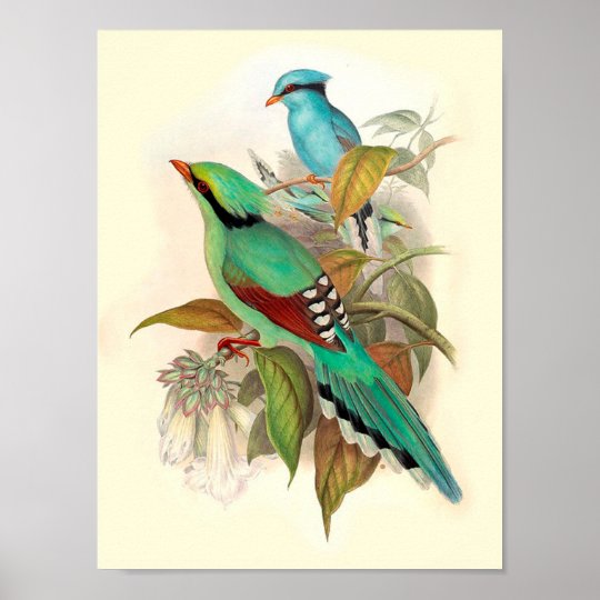 Vintage Bird Poster | Zazzle.com