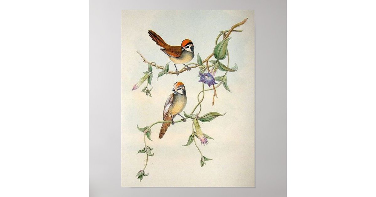 Vintage Bird Poster | Zazzle