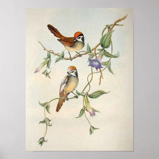 Vintage Bird Poster | Zazzle