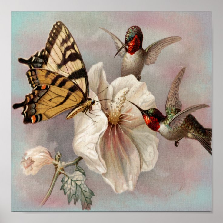 Vintage Birds & Butterfly Sharing a Meal Poster | Zazzle