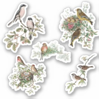 Vintage Birds Sticker | Zazzle