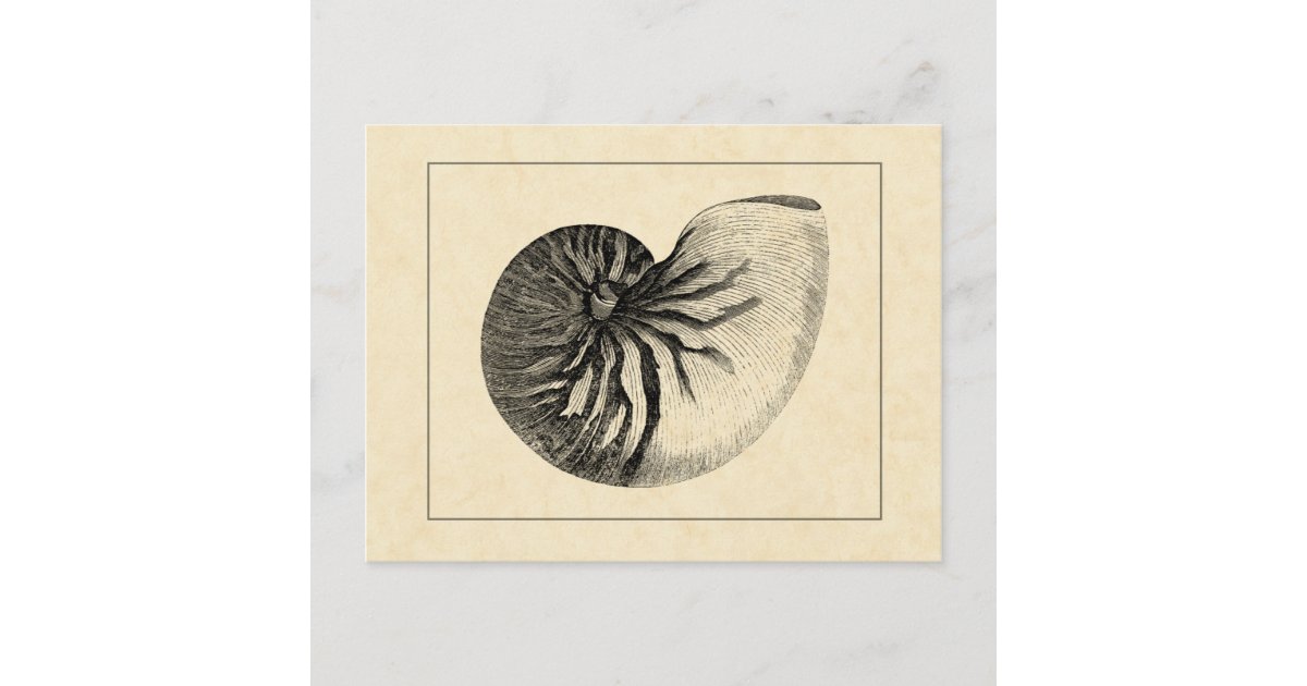 Vintage Black and White Conch Shell Postcard | Zazzle