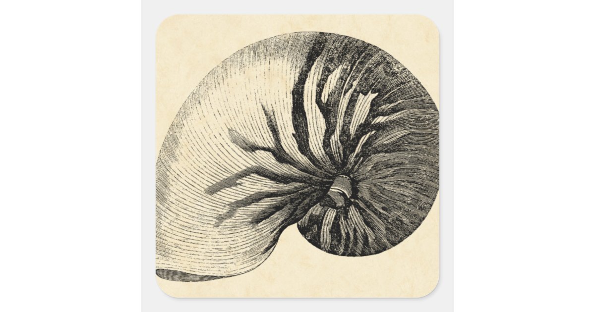 Vintage Black and White Conch Shell Square Sticker | Zazzle