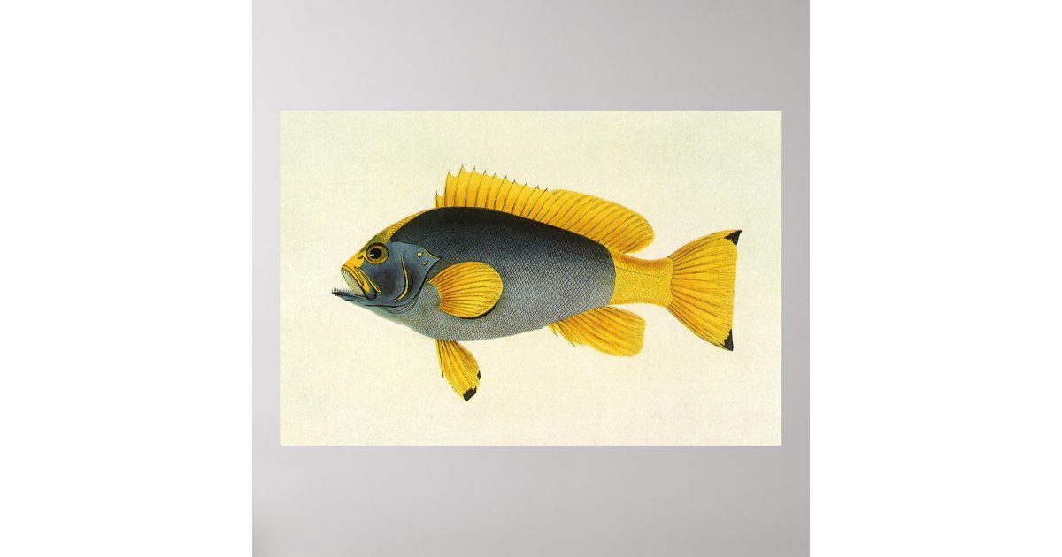 Vintage Blue and Yellow Grouper Fish, Marine Life Poster | Zazzle
