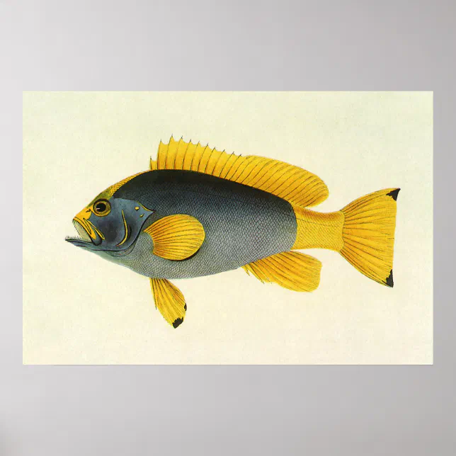 Vintage Blue and Yellow Grouper Fish, Marine Life Poster | Zazzle