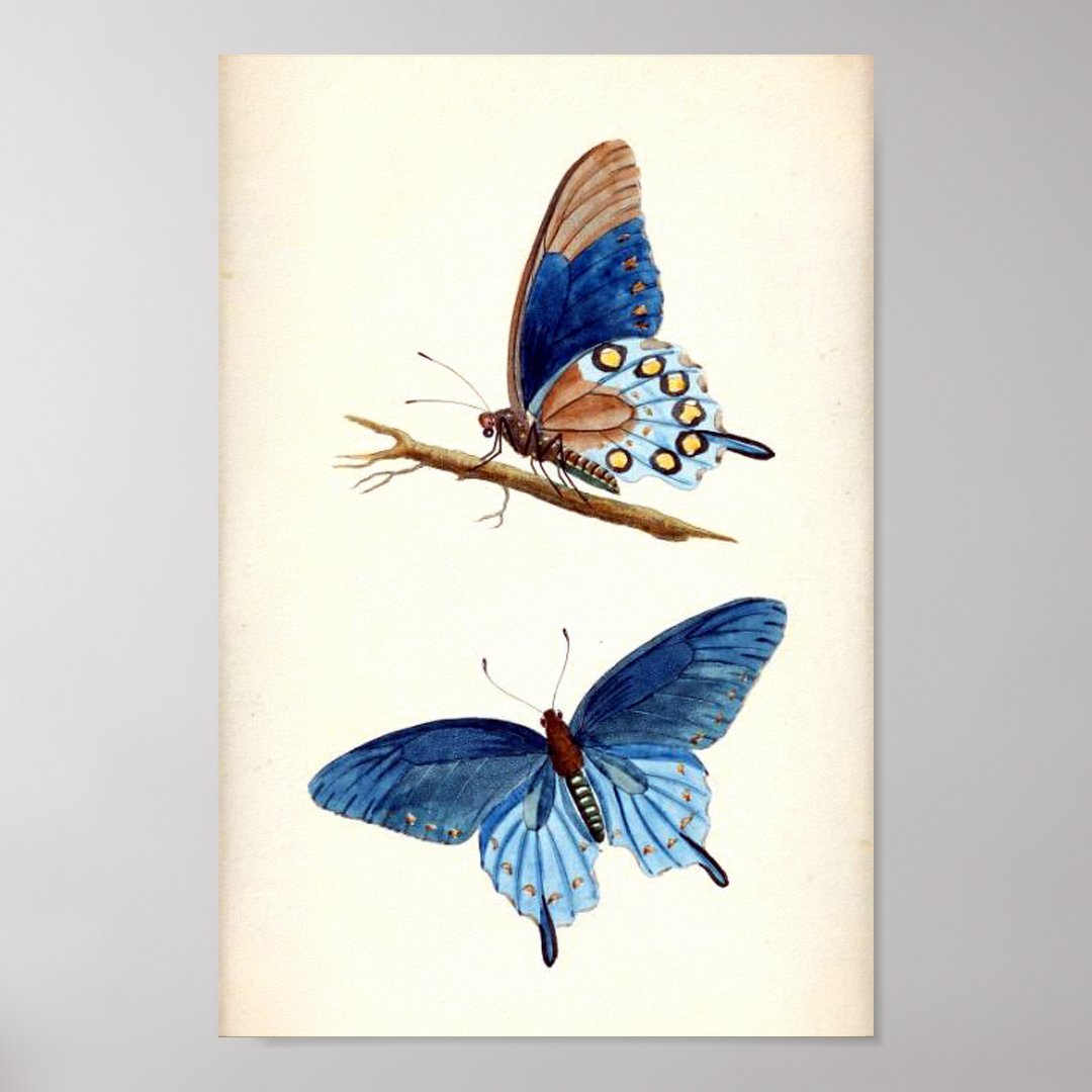 Vintage Blue Butterflies Poster | Zazzle