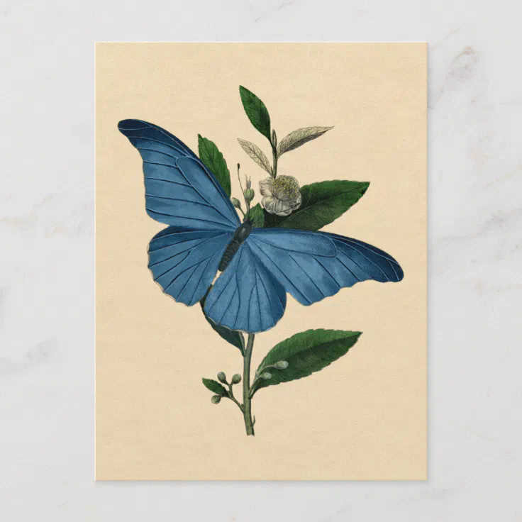 Vintage Blue Butterfly Postcard | Zazzle