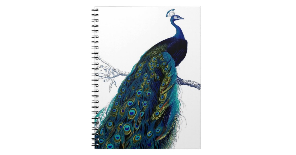 Vintage Blue Elegant Colorful Peacock Notebook | Zazzle