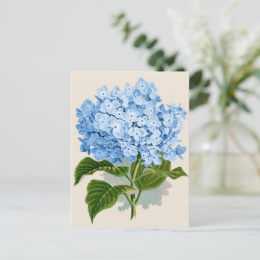 Vintage Blue Hydrangea Postcard | Zazzle
