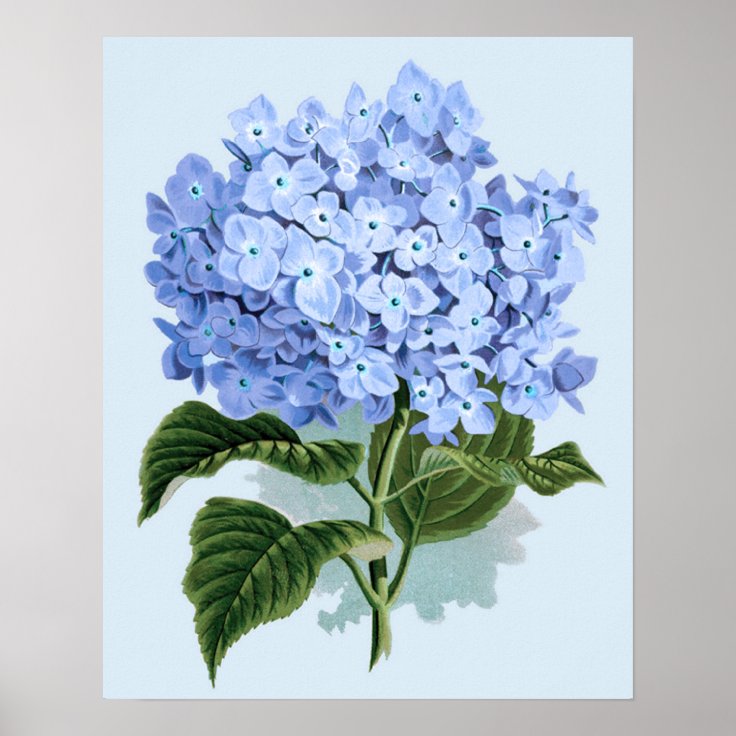 Vintage Blue Hydrangea Poster | Zazzle