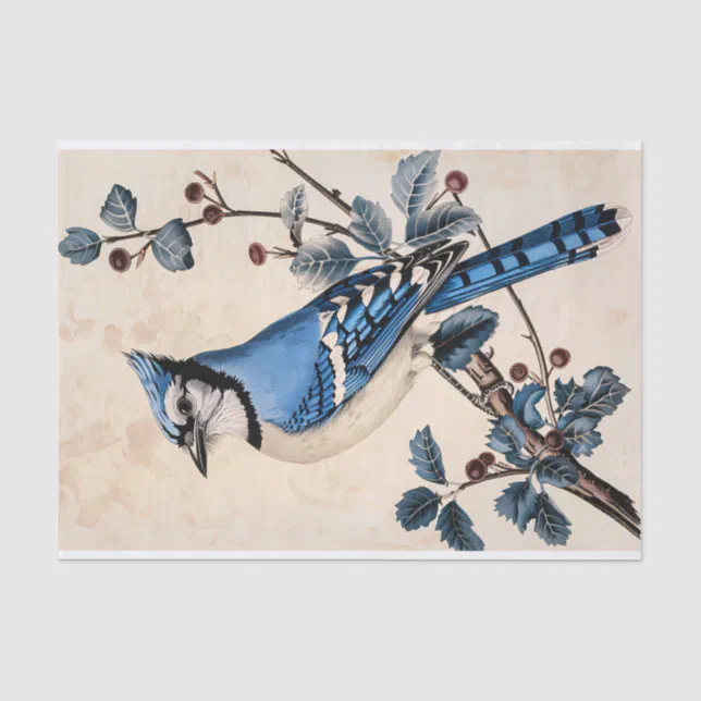 Vintage Blue Jay Illustration Decoupage Tissue Paper | Zazzle