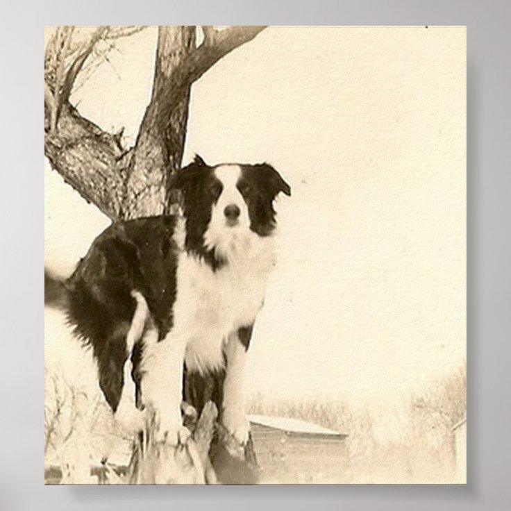 Vintage Border Collie Poster | Zazzle