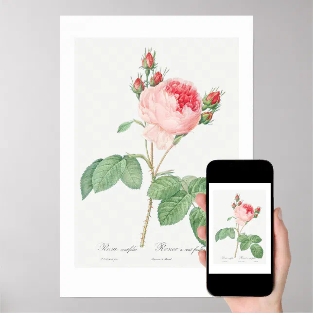 VINTAGE BOTANICAL "CABBAGE ROSE" REDOUTÉ POSTER | Zazzle