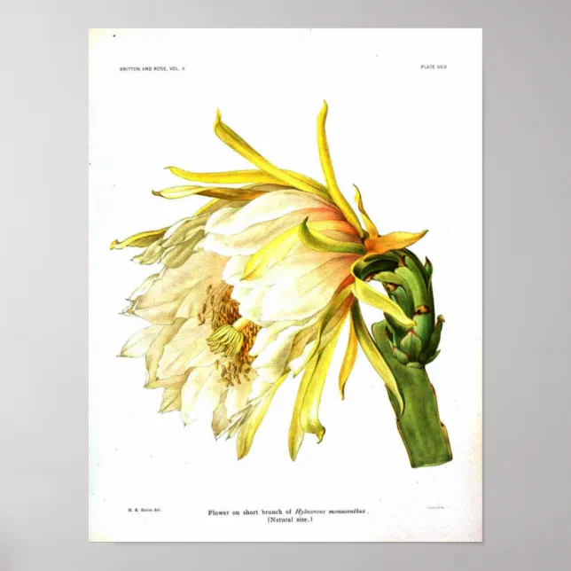 Vintage Botanical Cactus Poster | Zazzle