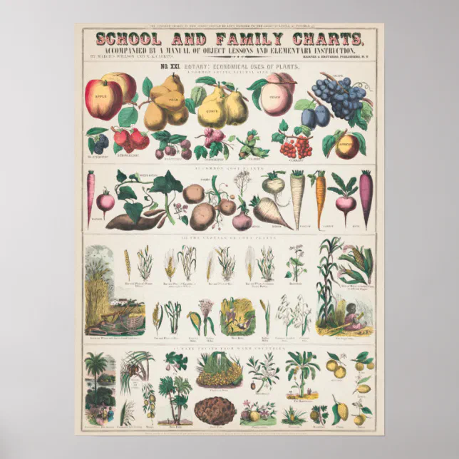 Vintage Botanical Chart | Zazzle