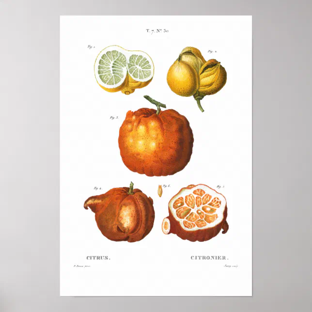 VINTAGE BOTANICAL CITRUS POSTER | Zazzle