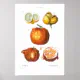 VINTAGE BOTANICAL CITRUS POSTER | Zazzle