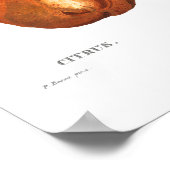 VINTAGE BOTANICAL CITRUS POSTER | Zazzle