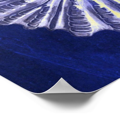 vintage botanical Coastal Blue White seashell Poster | Zazzle