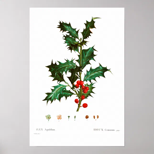 VINTAGE BOTANICAL COMMON HOLLY POSTER | Zazzle