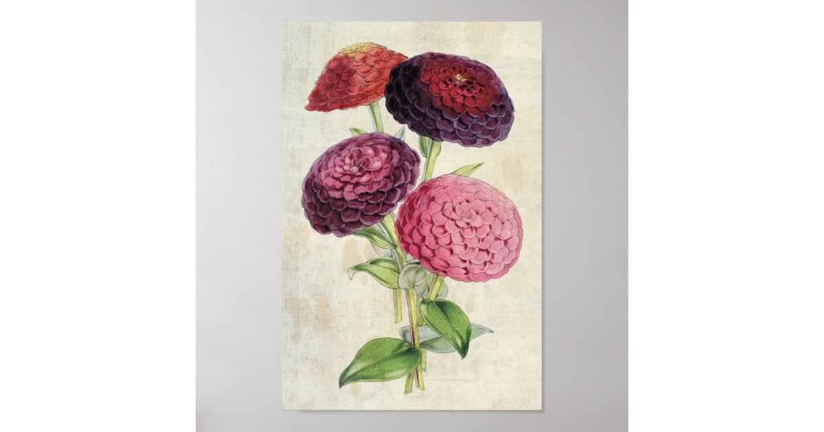Vintage Botanical Double-Flowered Purple Zinnia Poster | Zazzle