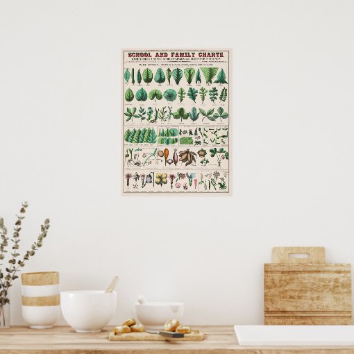 Vintage Botanical Educational Poster | Zazzle