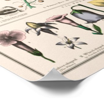 Vintage Botanical Educational Poster | Zazzle