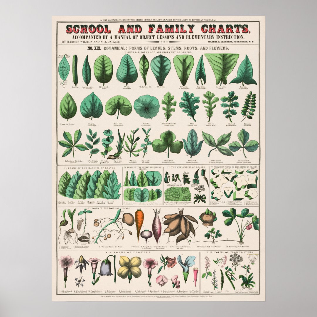 Vintage Botanical Educational Poster | Zazzle