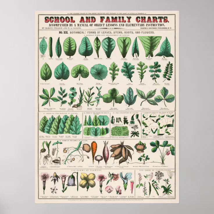 Vintage Botanical Educational Poster | Zazzle