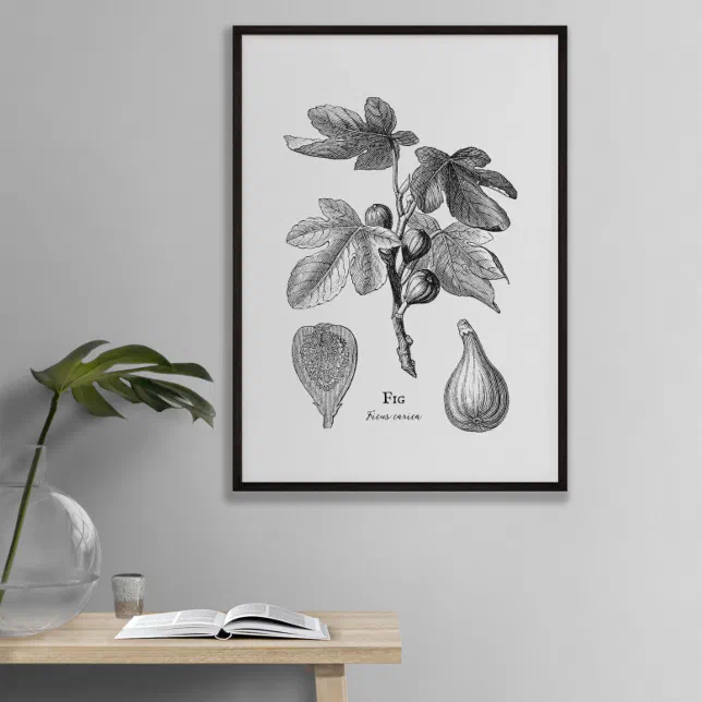 Vintage Botanical Fig Illustration Poster | Zazzle