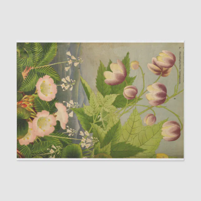 Vintage Botanical Flower Book Illustration Tissue Paper | Zazzle
