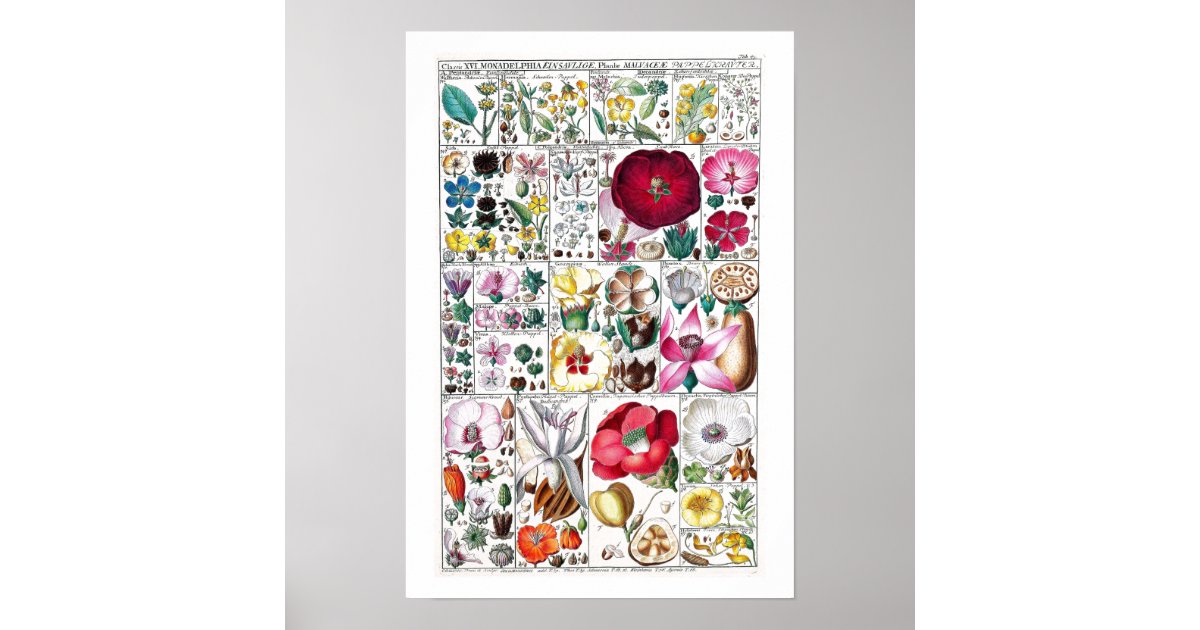 VINTAGE BOTANICAL FLOWER CHART POSTER BY FUESSLI | Zazzle