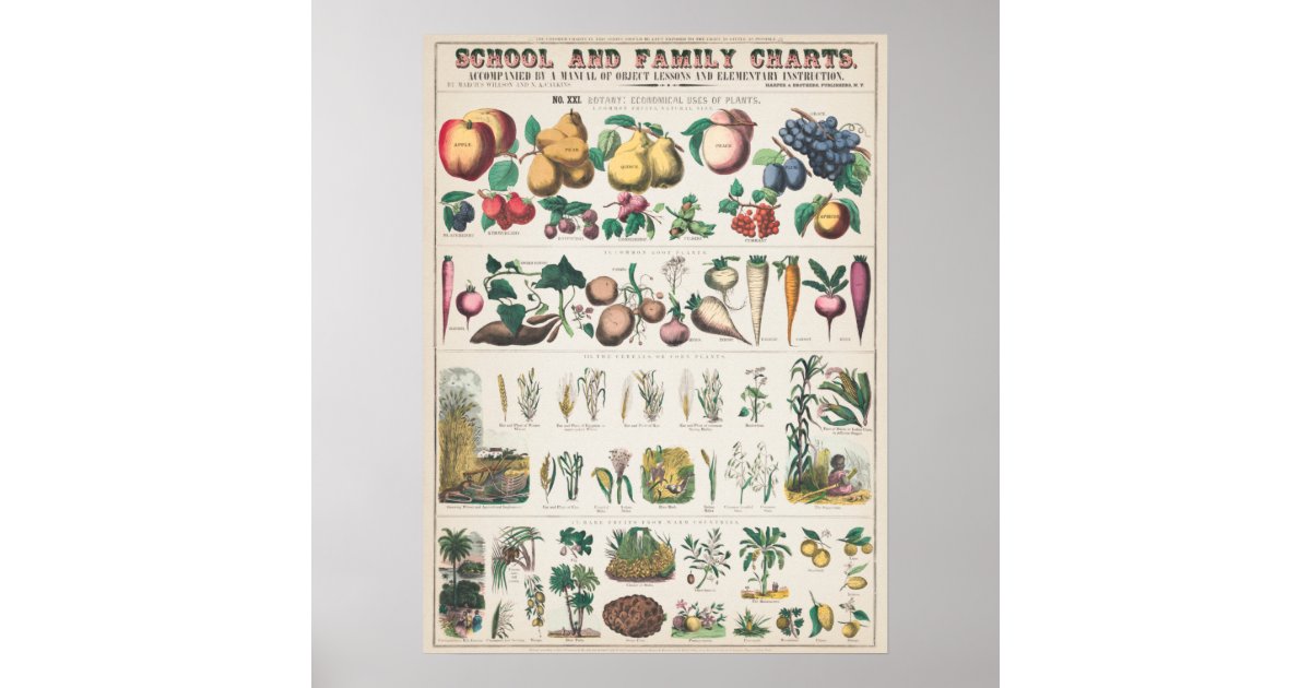 Vintage Botanical Fruits Educational Poster | Zazzle