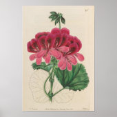 VINTAGE BOTANICAL GERANIUM PRINT POSTER | Zazzle