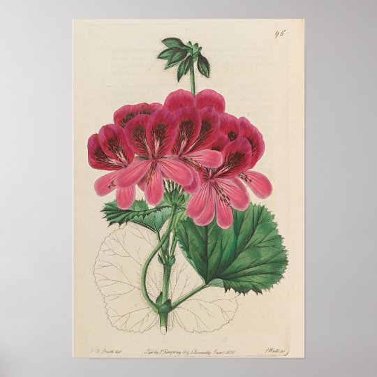 VINTAGE BOTANICAL GERANIUM PRINT POSTER | Zazzle.com