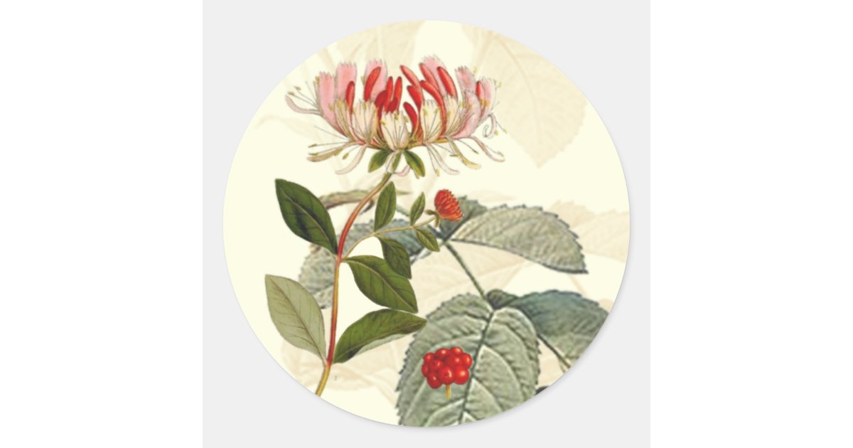Vintage Botanical Honeysuckle Montage Classic Round Sticker | Zazzle
