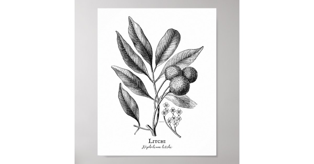 Vintage Botanical IIlustration Litchi Poster | Zazzle