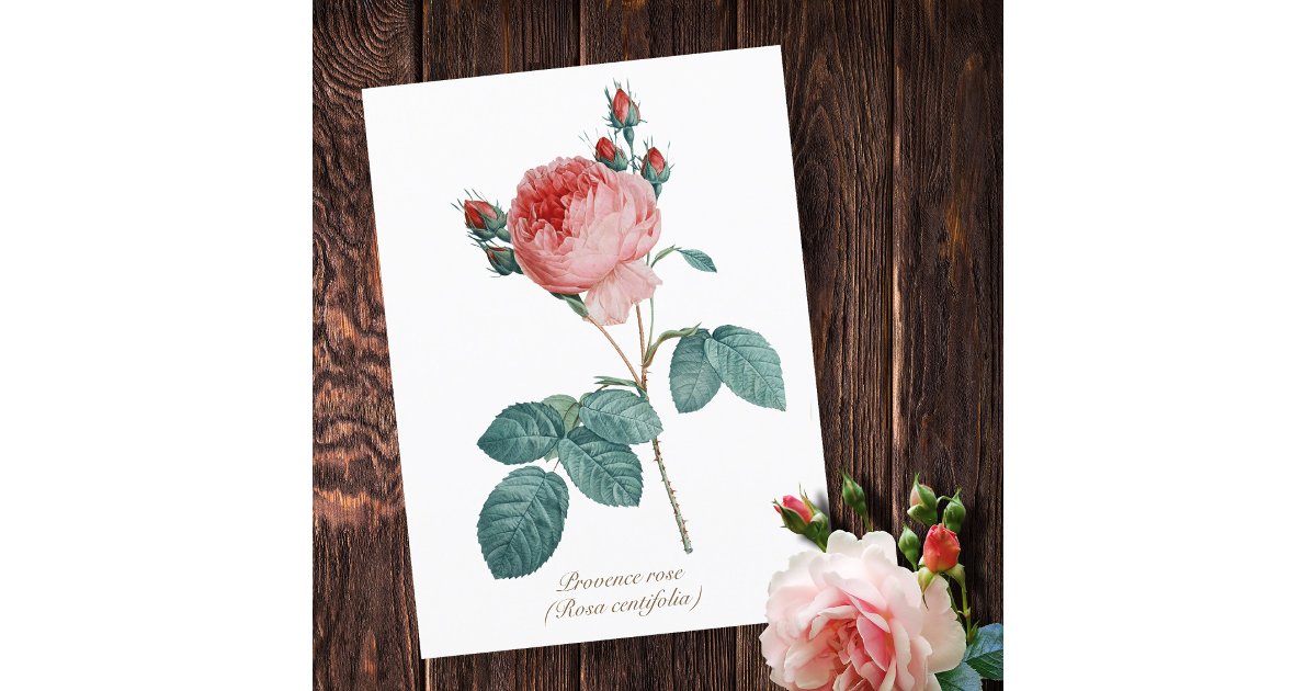 Vintage Botanical Pink Provence Rose Floral Postcard | Zazzle