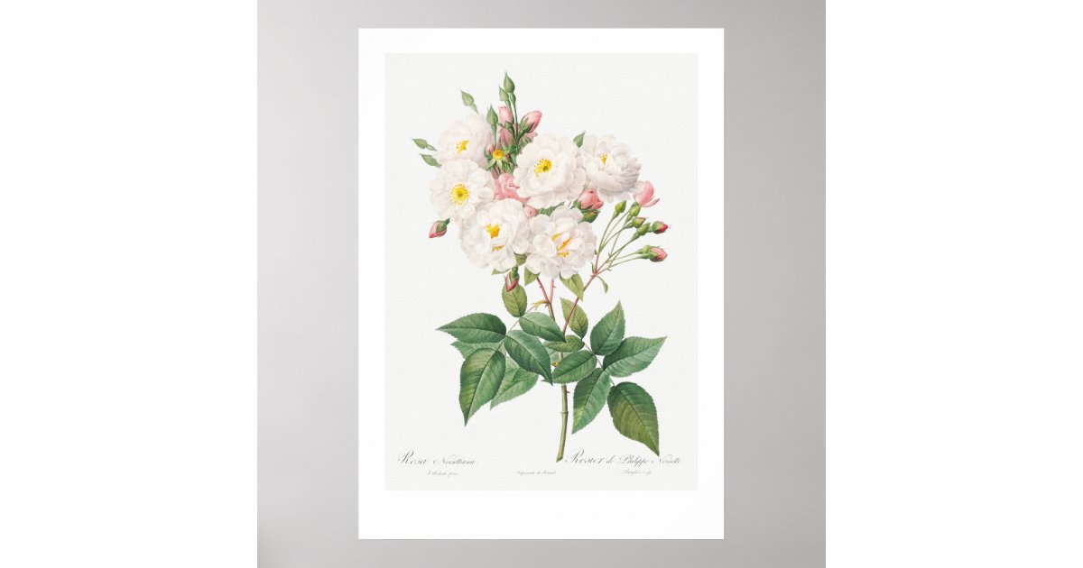 VINTAGE BOTANICAL PINK ROSE ILLUSTRATION POSTER | Zazzle