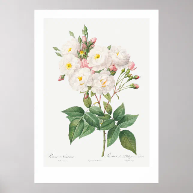 VINTAGE BOTANICAL PINK ROSE ILLUSTRATION POSTER | Zazzle