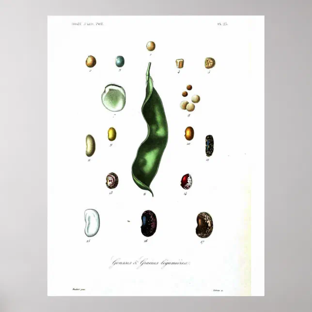 Vintage Botanical Poster - Beans | Zazzle