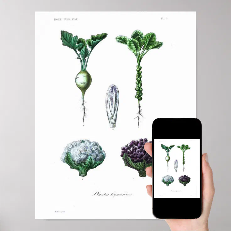 Vintage Botanical Poster - Cauliflower | Zazzle