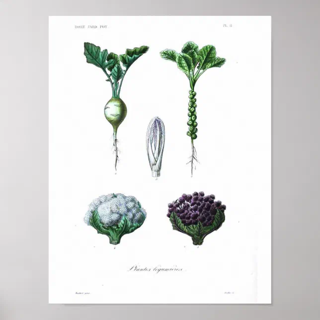 Vintage Botanical Poster - Cauliflower | Zazzle