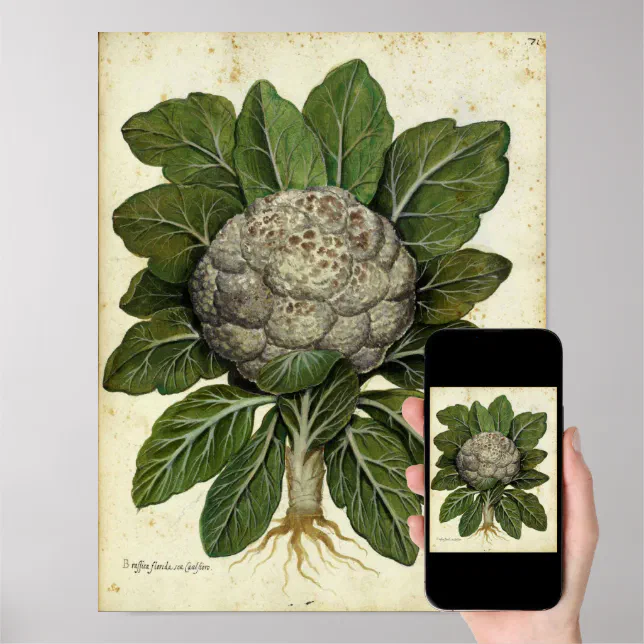 Vintage Botanical Poster - Cauliflower | Zazzle